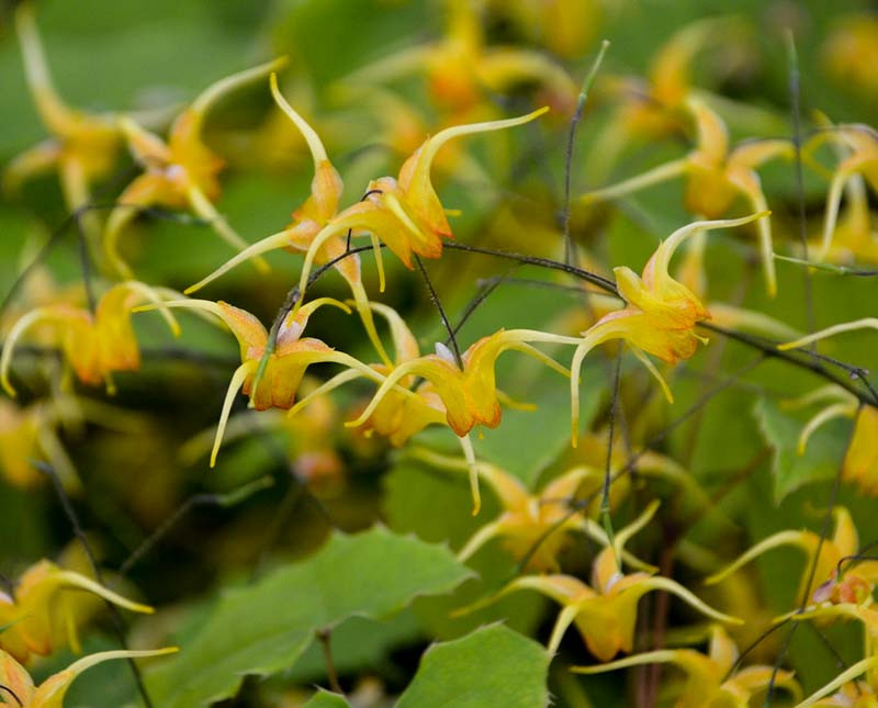 Epimedium 'Amber Queen' (Barrenwort)