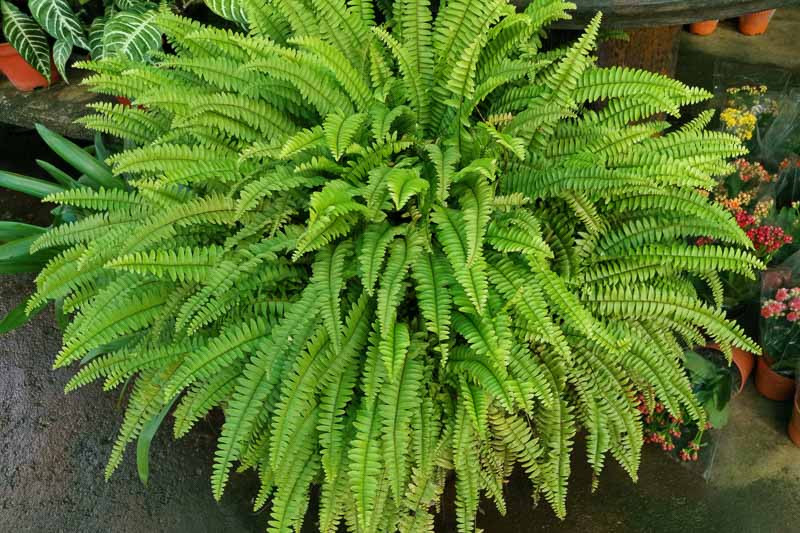 Nephrolepis exaltata (Boston Fern)