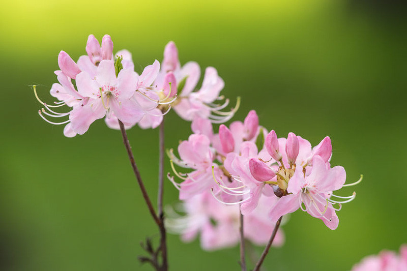 Rhododendron vaseyi (Pink-Shell Azalea)