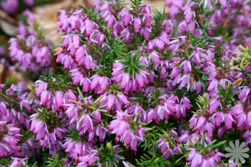 Erica x darleyensis 'Darley Dale' (Winter Heath)