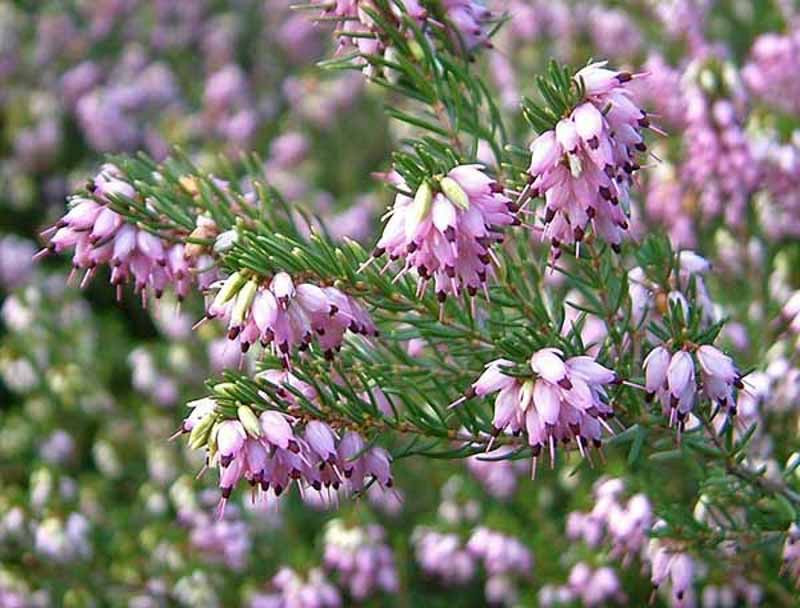 Erica x darleyensis 'Ghost Hills' (Winter Heath)