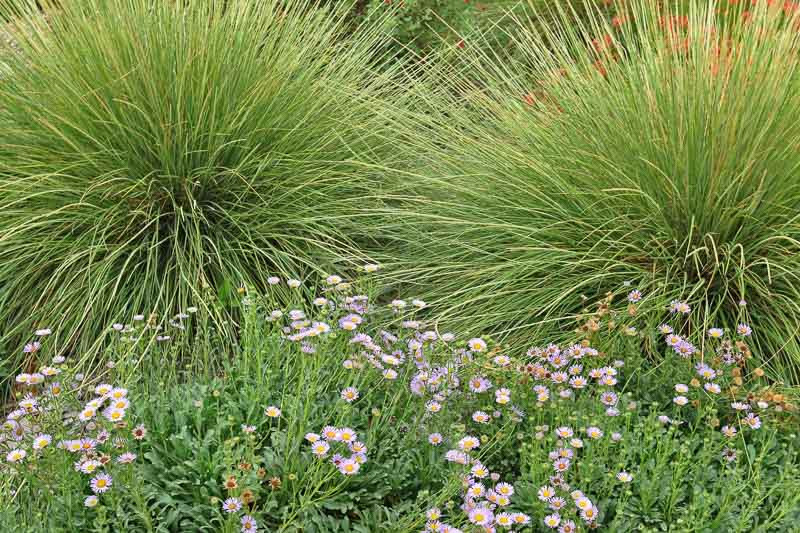 Muhlenbergia rigens (Deer Grass)