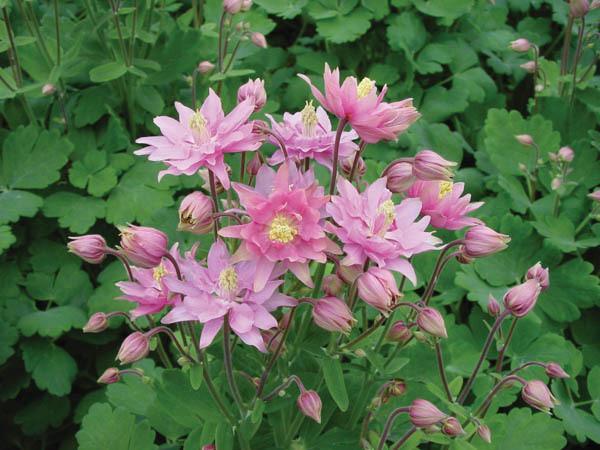 Aquilegia vulgaris 'Clementine Rose' (Columbine)