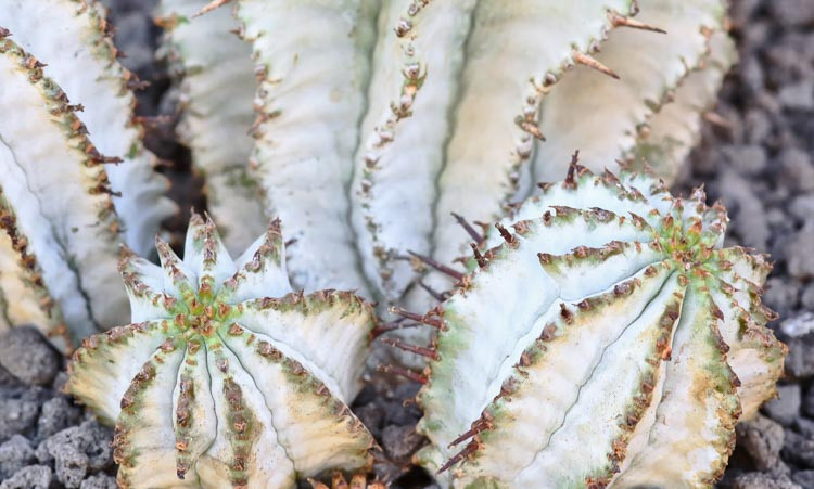 Euphorbia polygona 'Snowflake'