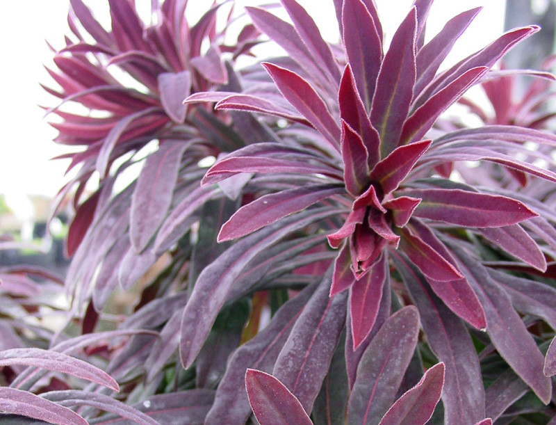 Euphorbia amygdaloides 'Ruby Glow' (Wood Spurge)