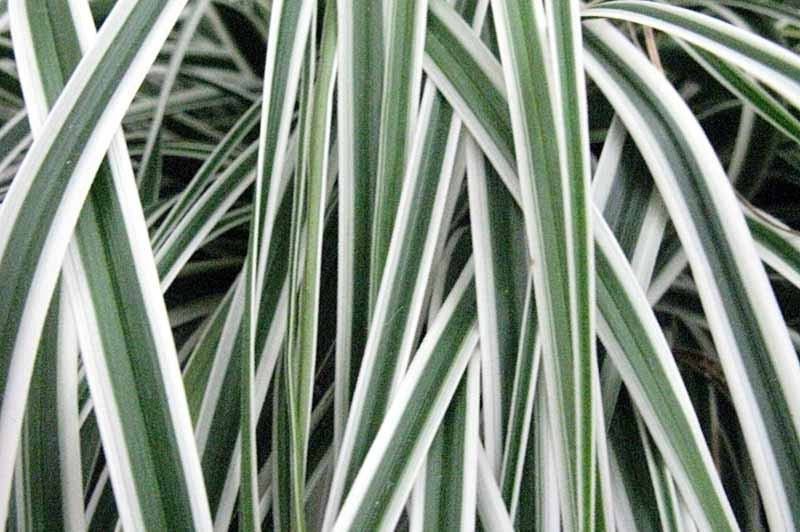 Carex oshimensis 'Everest' (Japanese Sedge)