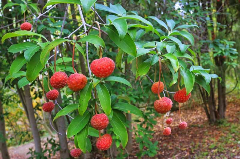 Cornus capitata (Evergreen Dogwood)