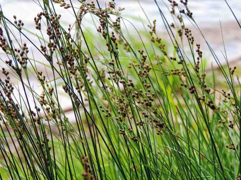 Juncus inflexus (Hard Rush)