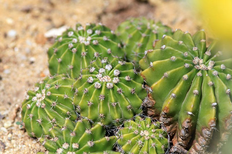 Echinopsis oxygona (Easter Lily Cactus)