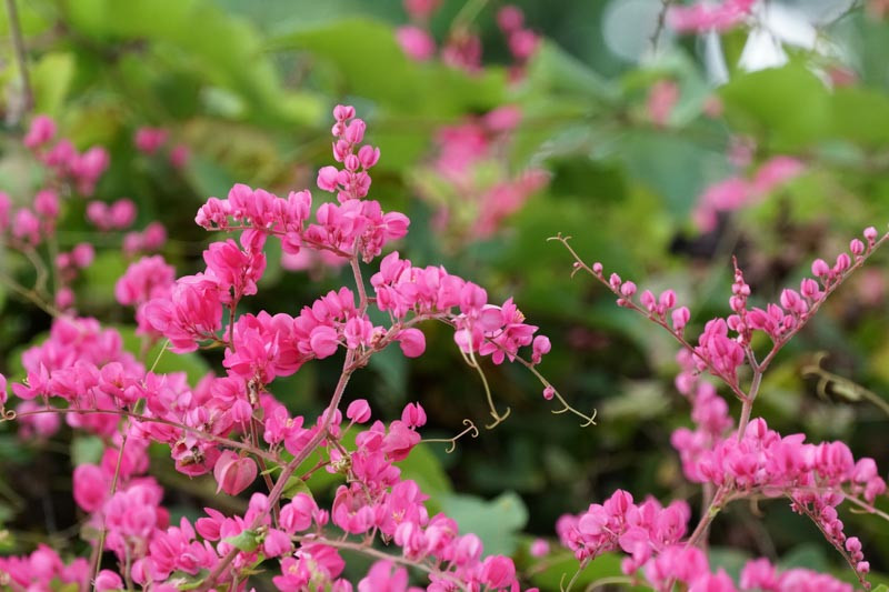 Antigonon leptopus (Coral Vine)