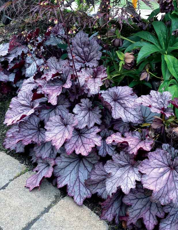 Heuchera 'Spellbound' (Coral Bells)