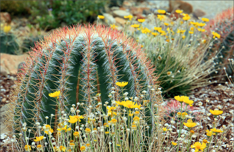 Ferocactus pilosus (Mexican Lime Cactus)