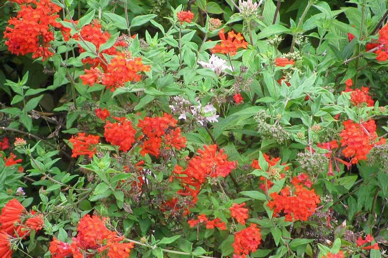 Bouvardia ternifolia (Firecracker Bush)