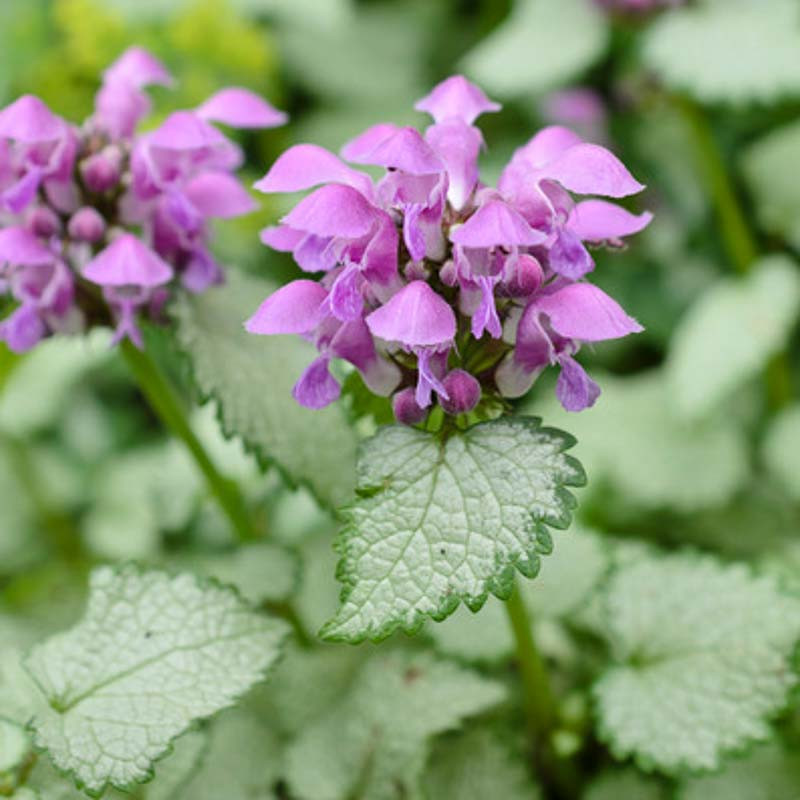 Lamium maculatum 'Beacon Silver' (Spotted Dead Nettle)