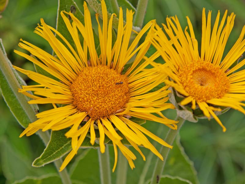 Inula magnifica (Magnificent Elecampane)
