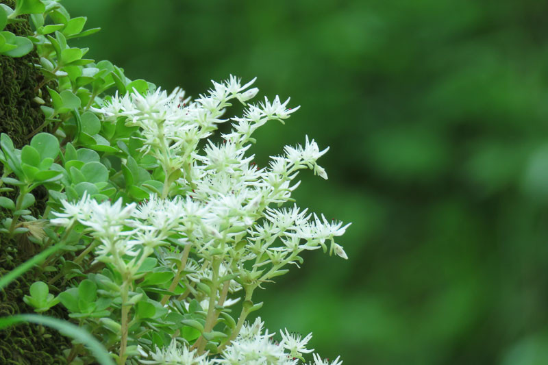 Sedum ternatum (Wild Stonecrop)