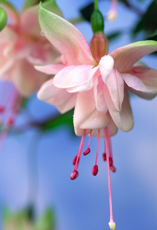 Fuchsia 'Southgate'