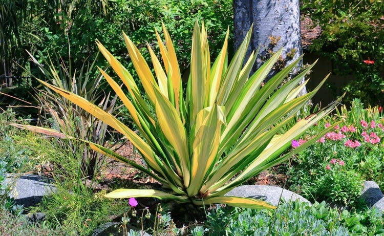 Furcraea foetida 'Mediopicta' (Mauritius Hemp)