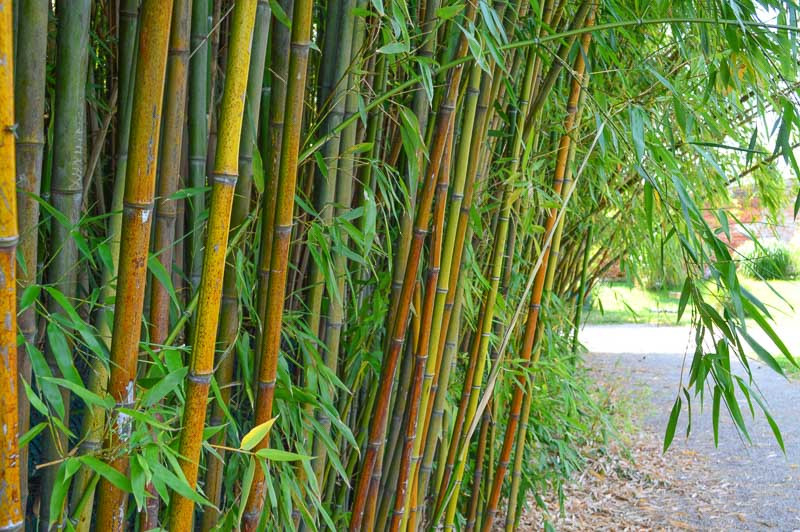 Phyllostachys viridiglaucescens (Green-Glaucous Bamboo)