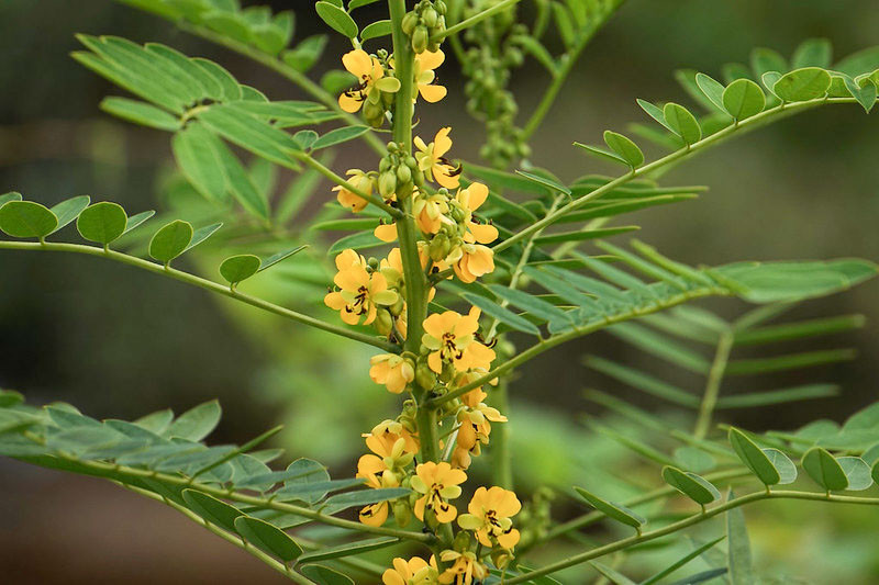 Senna marilandica (Maryland Senna)