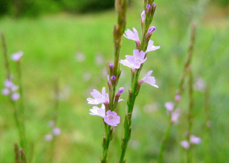 Verbena halei (Texas Vervain)