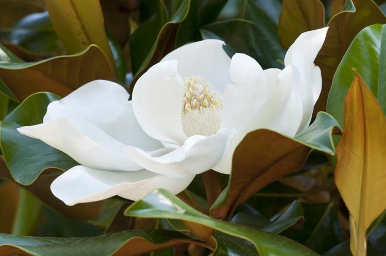 Magnolia grandiflora 'Kay Parris' (Southern Magnolia)