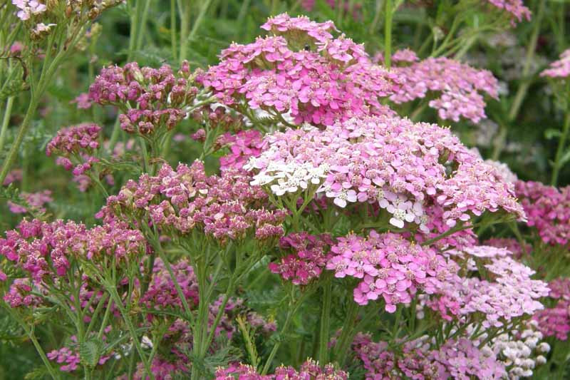 Achillea millefolium 'Appleblossom' (Yarrow)