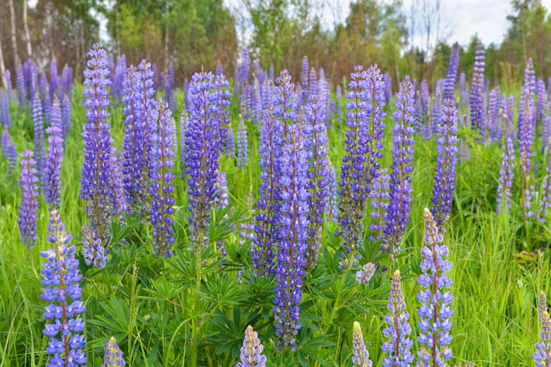 Lupinus polyphyllus (Bigleaf Lupine)