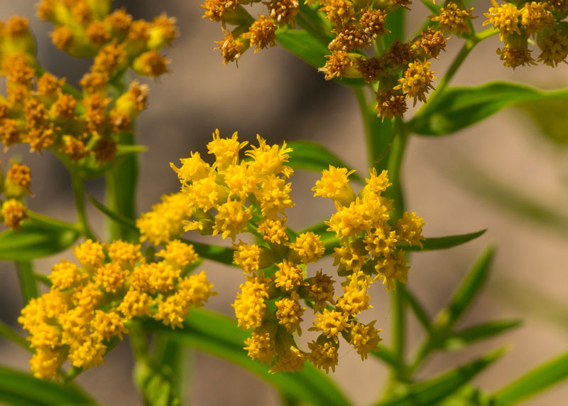 Euthamia graminifolia (Grass-Leaved Goldenrod)