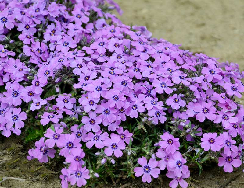 Phlox subulata 'Eye Shadow' (Creeping Phlox)