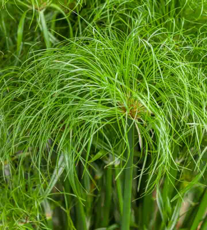 Cyperus papyrus 'Prince Tut' (Papyrus)