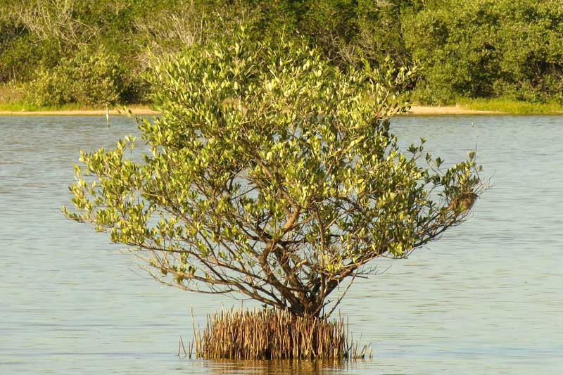Avicennia Germinans Black Mangrove