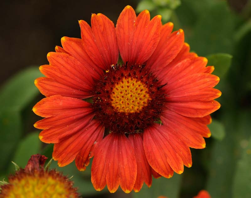 Gaillardia x grandiflora 'Arizona Red Shades' (Blanket Flower)
