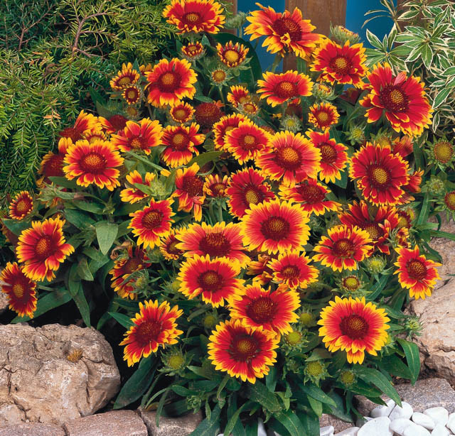 Gaillardia x grandiflora 'Arizona Sun' (Blanket Flower)