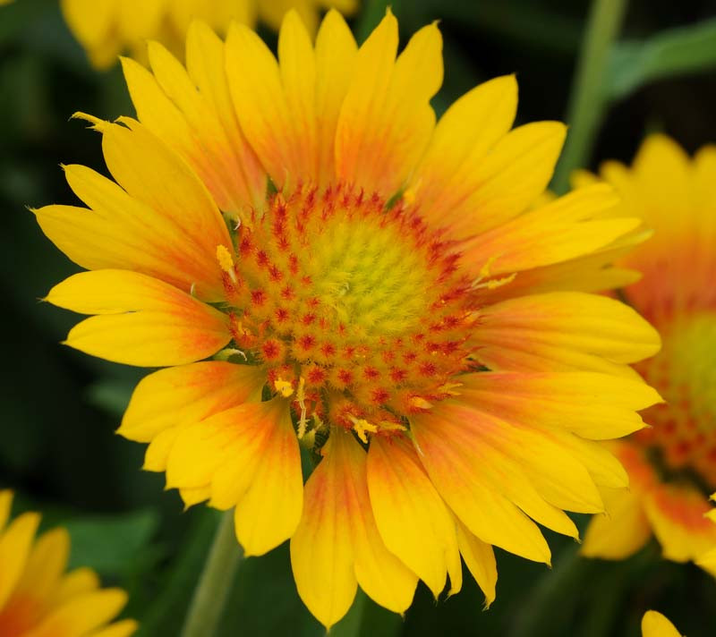 Gaillardia x grandiflora 'Mesa Peach' (Blanket Flower)