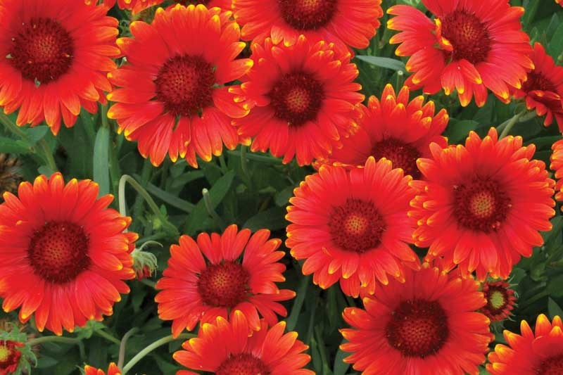 Gaillardia x grandiflora 'Red Sun' (Blanket Flower)