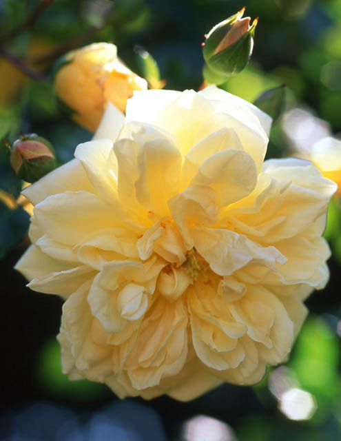 Rosa 'Gardenia' (Rambling Rose)