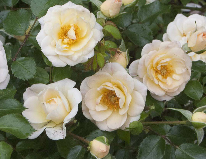 Rosa Oso Easy® Honey Bun (Groundcover Rose)