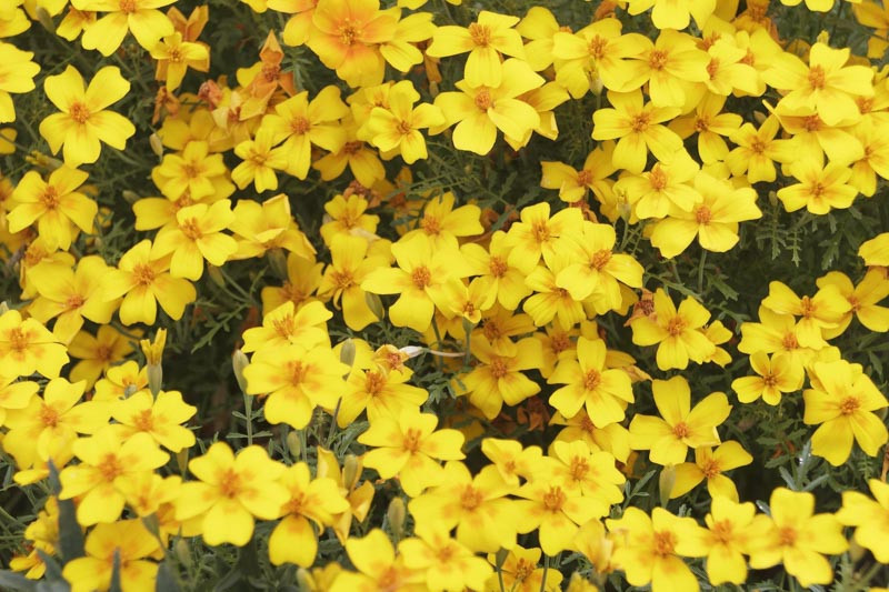 Bidens ferulifolia (Apache Beggarticks)