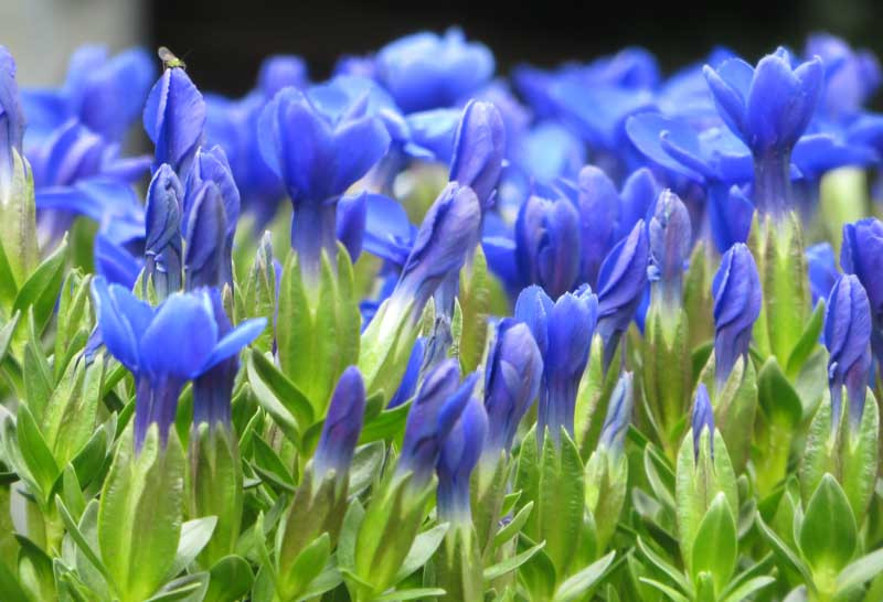 Gentiana verna (Spring Gentian)