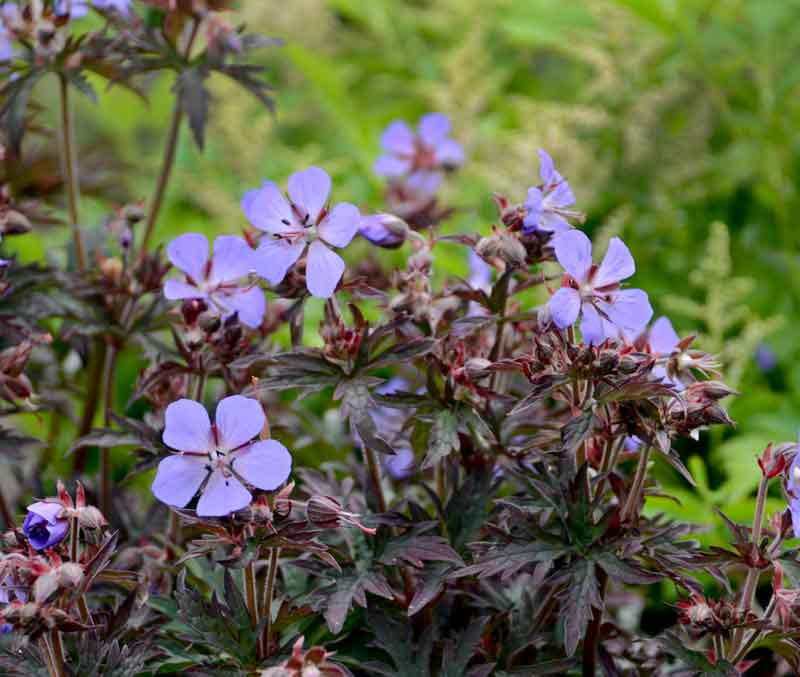 Geranium pratense 'Midnight Reiter' (Cranesbill)