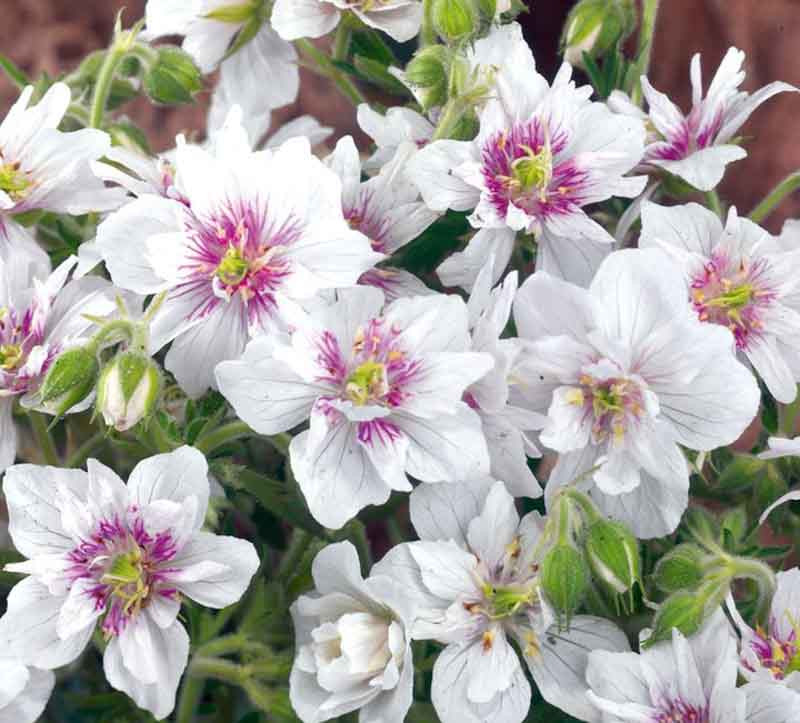 Geranium pratense 'Double Jewel' (Cranesbill)