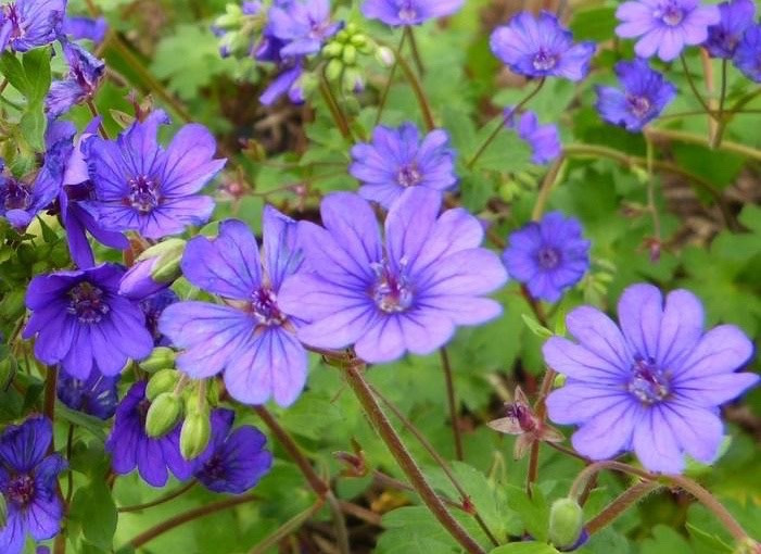 Geranium pyrenaicum 'Bill Wallis' (Mountain Cranesbill)