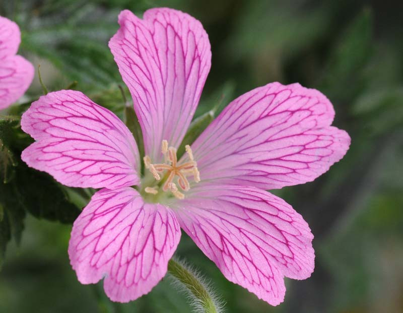 Geranium x oxonianum 'Miss Heidi' (Cranesbill)