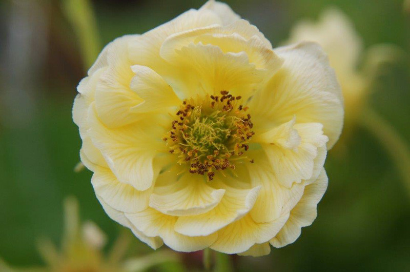 Geum 'Gimlet' (Avens)