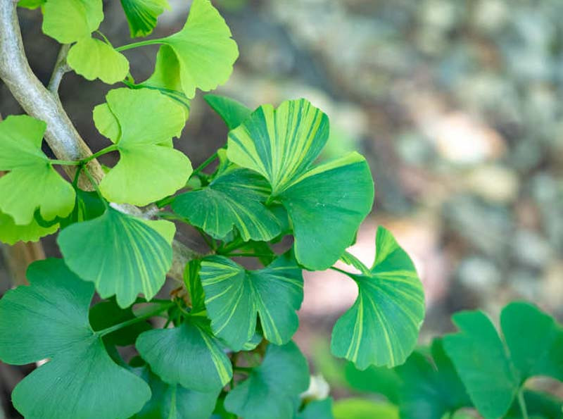 Ginkgo biloba 'Majestic Butterfly' (Maidenhair Tree)