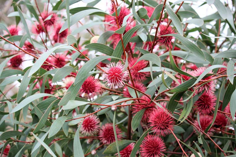 Hakea laurina (Sea Urchin)