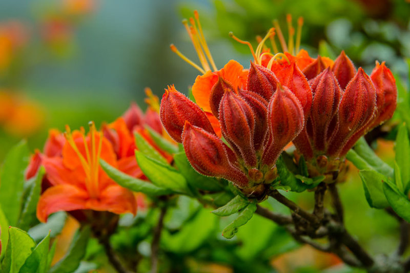 Rhododendron calendulaceum (Flame Azalea)