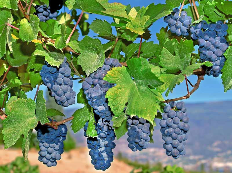 Vitis 'Mars Seedless' (Grape Vine)