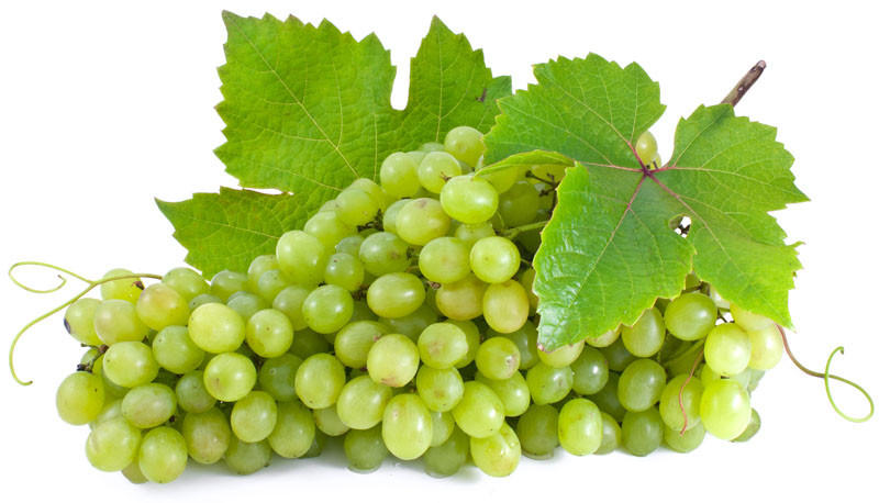 Vitis labrusca 'Niagara' (Fox Grape)